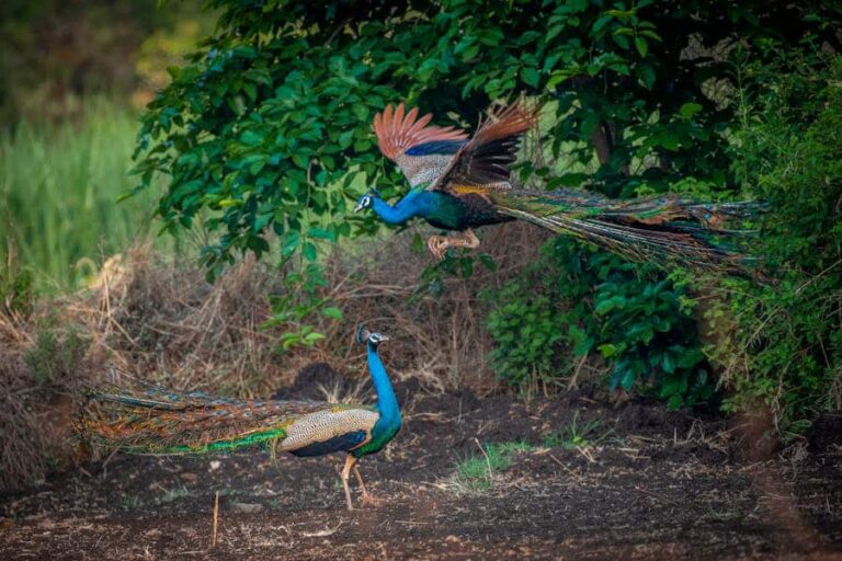 Are Peacocks Native to North America? Everything You Need to Know