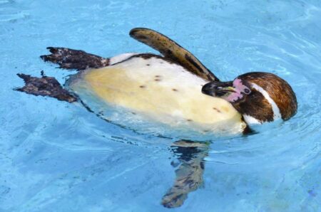 Pedro the Penguin: A Closer Look at an Icon of Wildlife Conservation ...